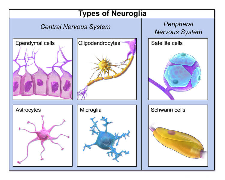 Nervensystem: Histologie - E-Learning mit Lecturio
