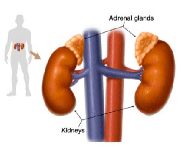 Nebenniereninsuffizienz und Morbus Addison - E-Learning mit Lecturio