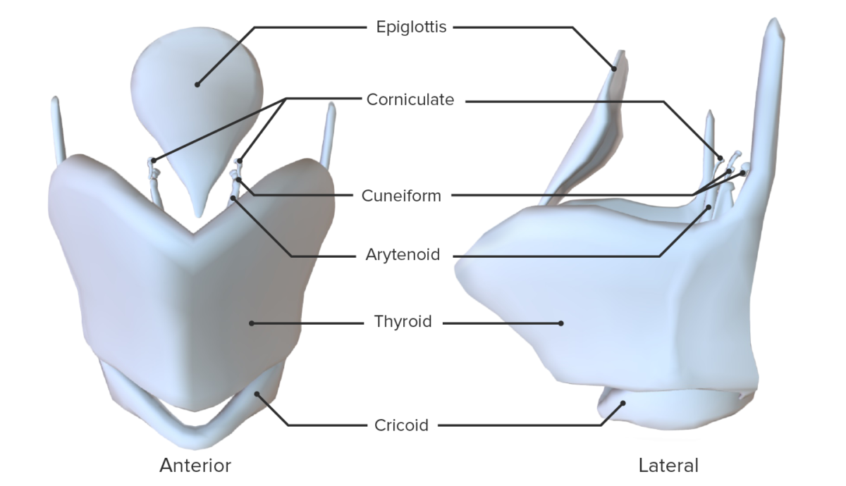 Larynx (Kehlkopf): Aufbau und Funktion | Lecturio
