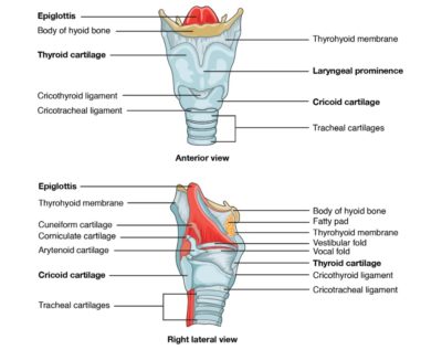 Larynx (Kehlkopf): Aufbau und Funktion | Lecturio