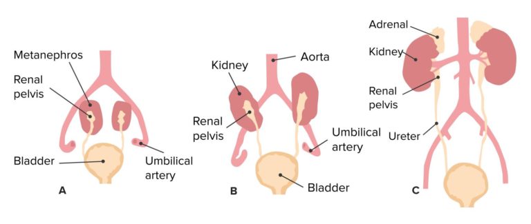 Harntrakt: Nieren, Ureter, Harnblase, Urethra | Lecturio