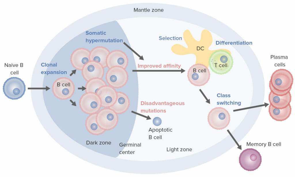 Humorale adaptive Immunantwort & B-Zellen | Lecturio