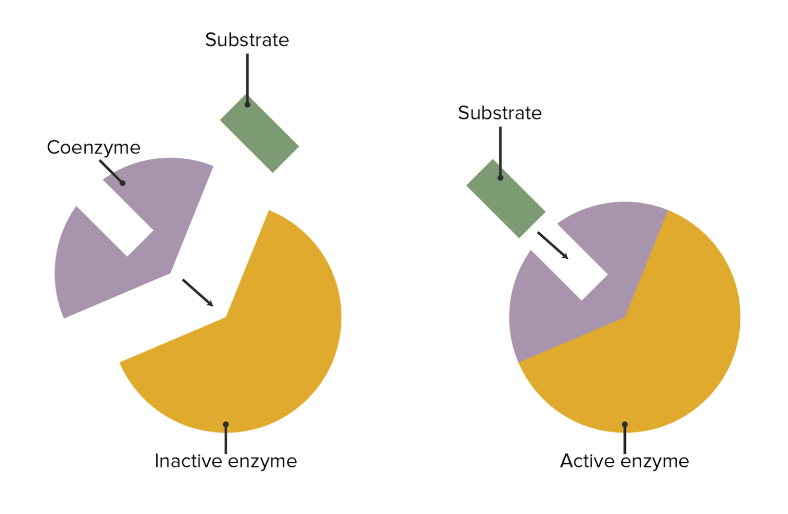 Enzyme: Definition, Aufbau, Klassifikation | Lecturio