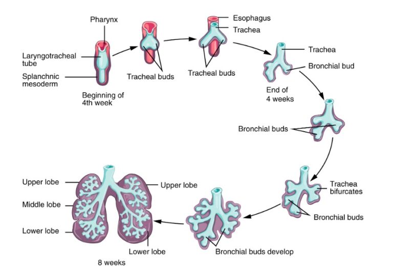 Lungenentwicklung/Bronchialbaum: Phasen | Lecturio