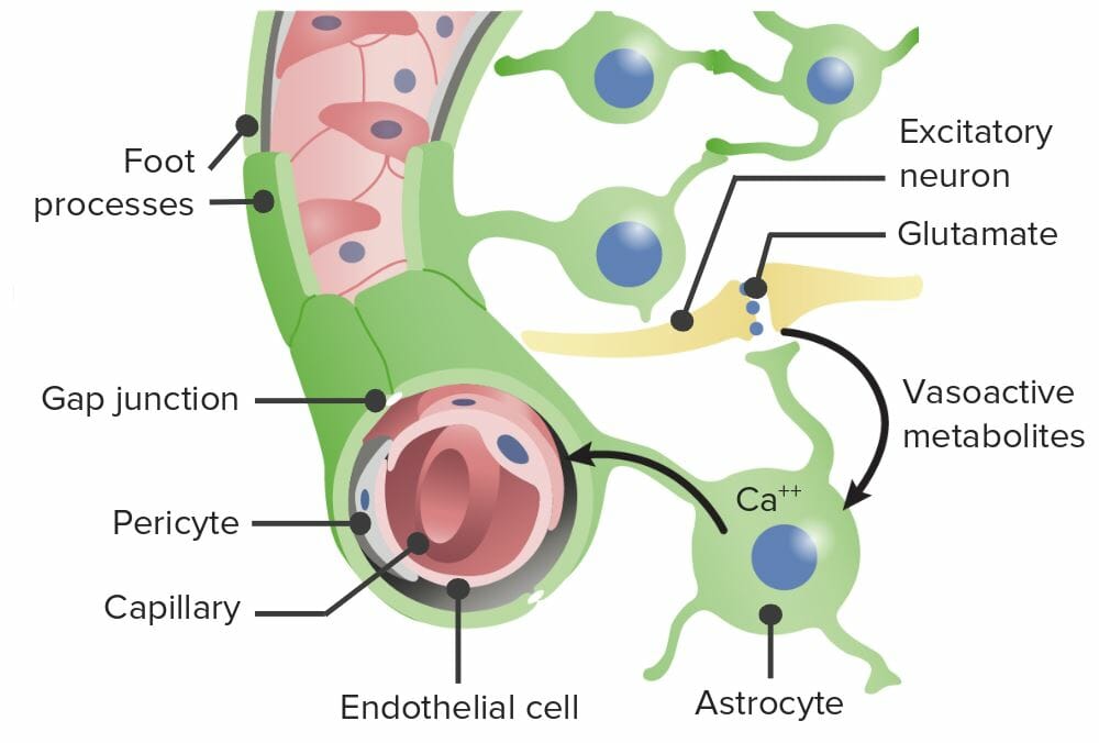Nervensystem: Histologie - E-Learning mit Lecturio