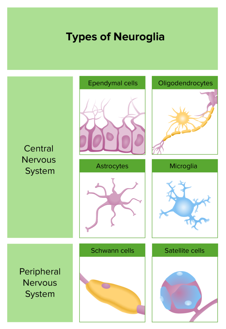 Nervensystem: Histologie - E-Learning mit Lecturio