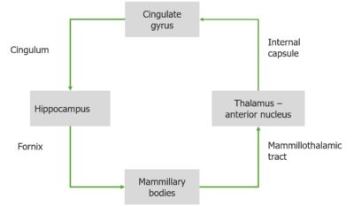 Lernen und Gedächtnis (Neurophysiologie) | Lecturio