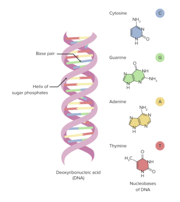 Grundbegriffe der Genetik - E-Learning mit Lecturio
