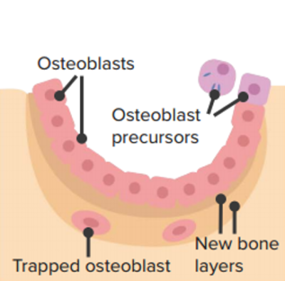 Knochenheilung: Ablauf, hormonelle Kontrolle | Lecturio