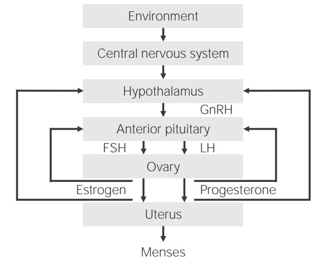 Pubertät: Physiologie | Lecturio