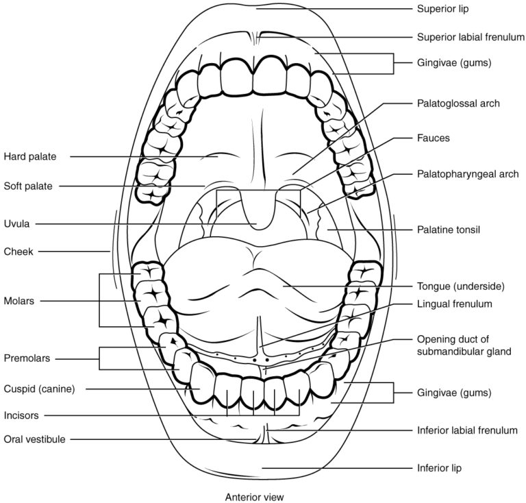 Mundhöhle: Anatomie von Lippen und Zunge| Lecturio