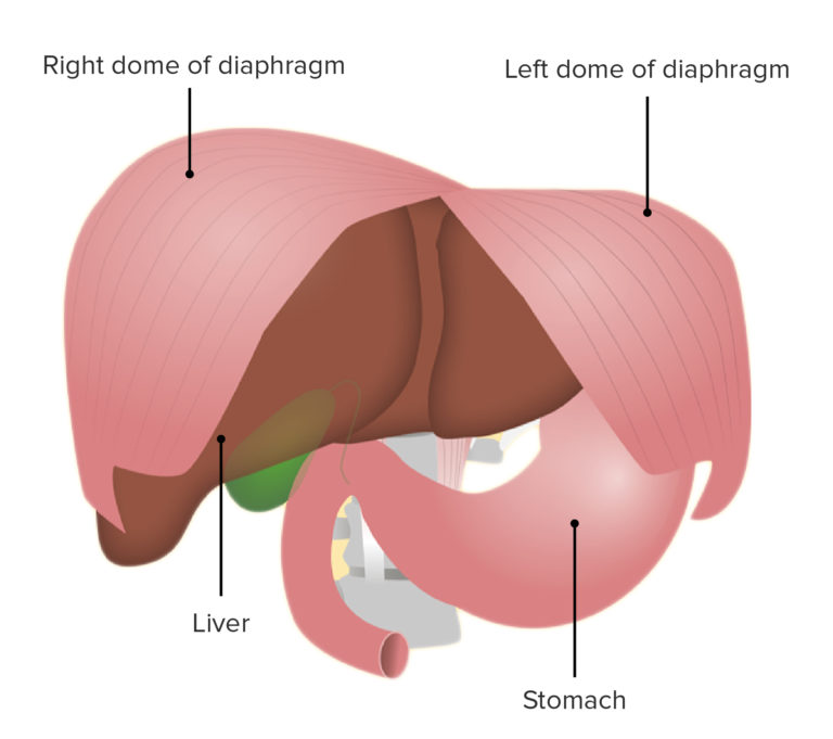 Zwerchfell (Diaphragma): Anatomie & Funktion | Lecturio