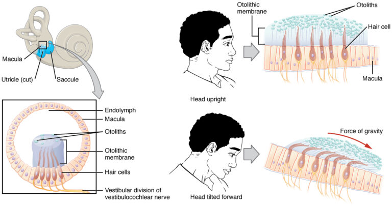 Auditives und vestibuläres System: Anatomie | Lecturio