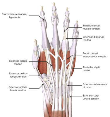 Hand: Knochen, Muskulatur, Innervation, Funktion | Lecturio