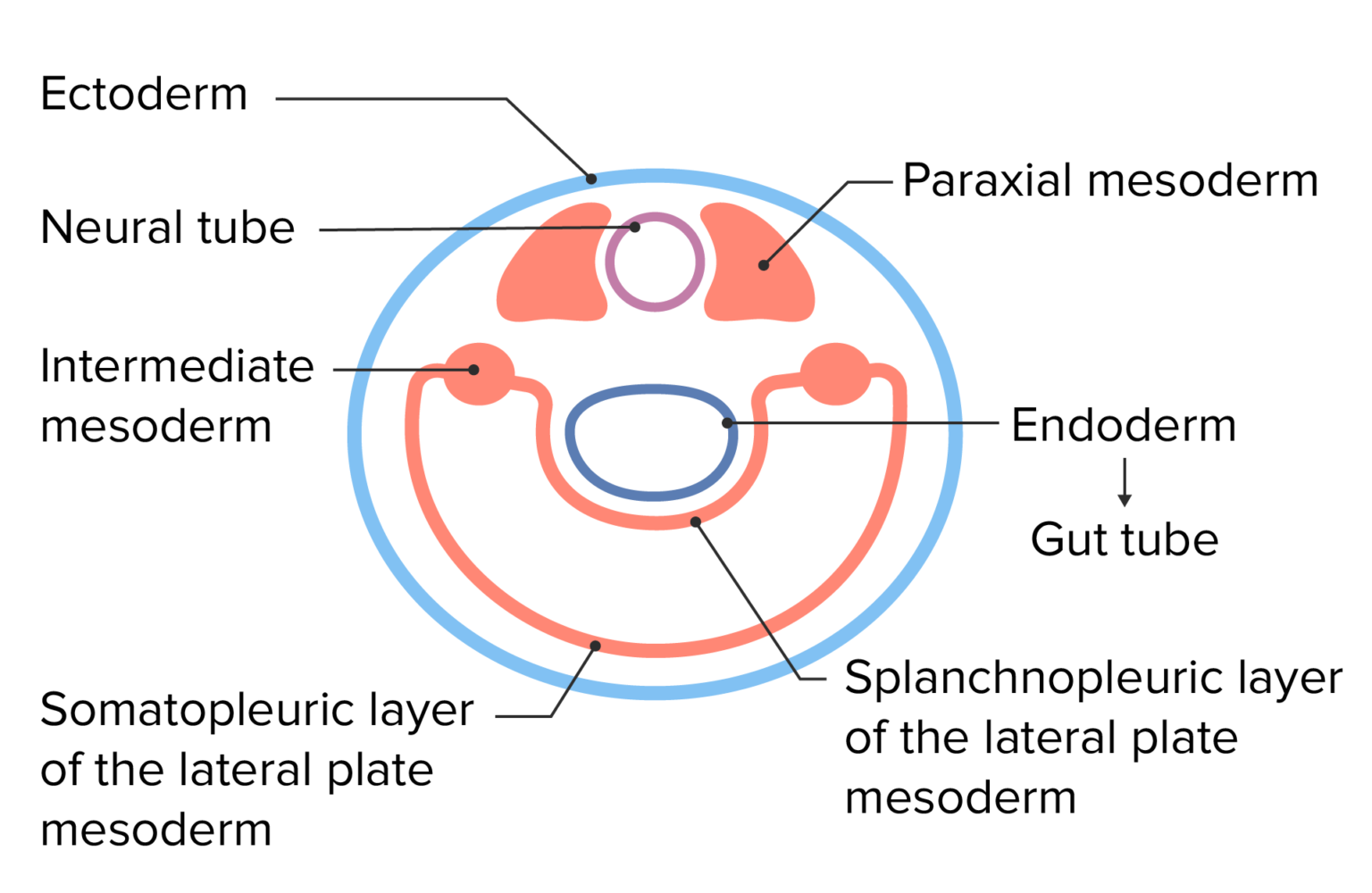 Peritoneum und Retroperitoneum: Anatomie | Lecturio