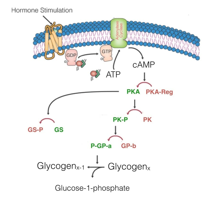 Rezeptoren - E-Learning mit Lecturio