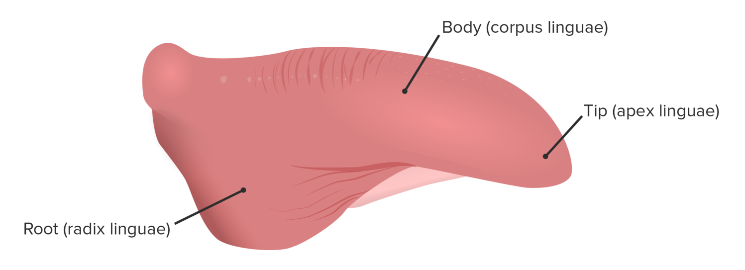 Mundhöhle: Anatomie von Lippen und Zunge| Lecturio
