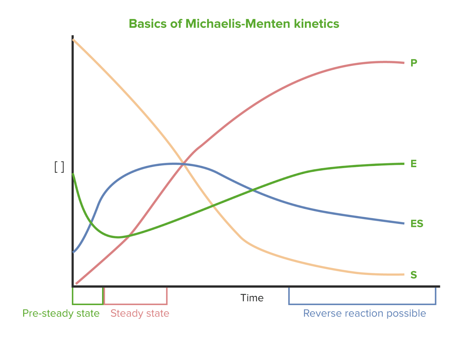 Enzymkinetik: Reaktion & Abhängigkeiten | Lecturio