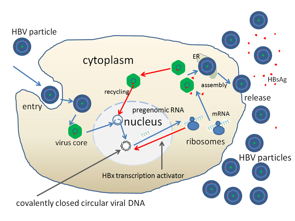 Hepatitis-B-Virus - E-Learning mit Lecturio
