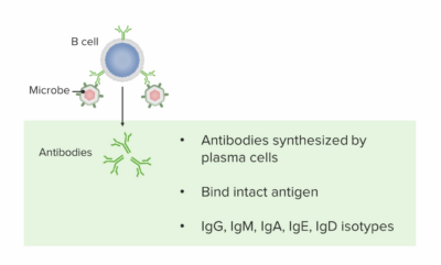 Humorale adaptive Immunantwort & B-Zellen | Lecturio