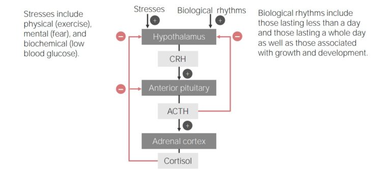 Cushing-Syndrom - E-Learning mit Lecturio