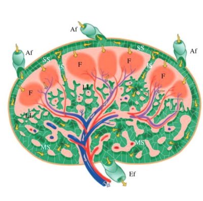 Sekundäre lymphatische Organe: Überblick & Funktion | Lecturio
