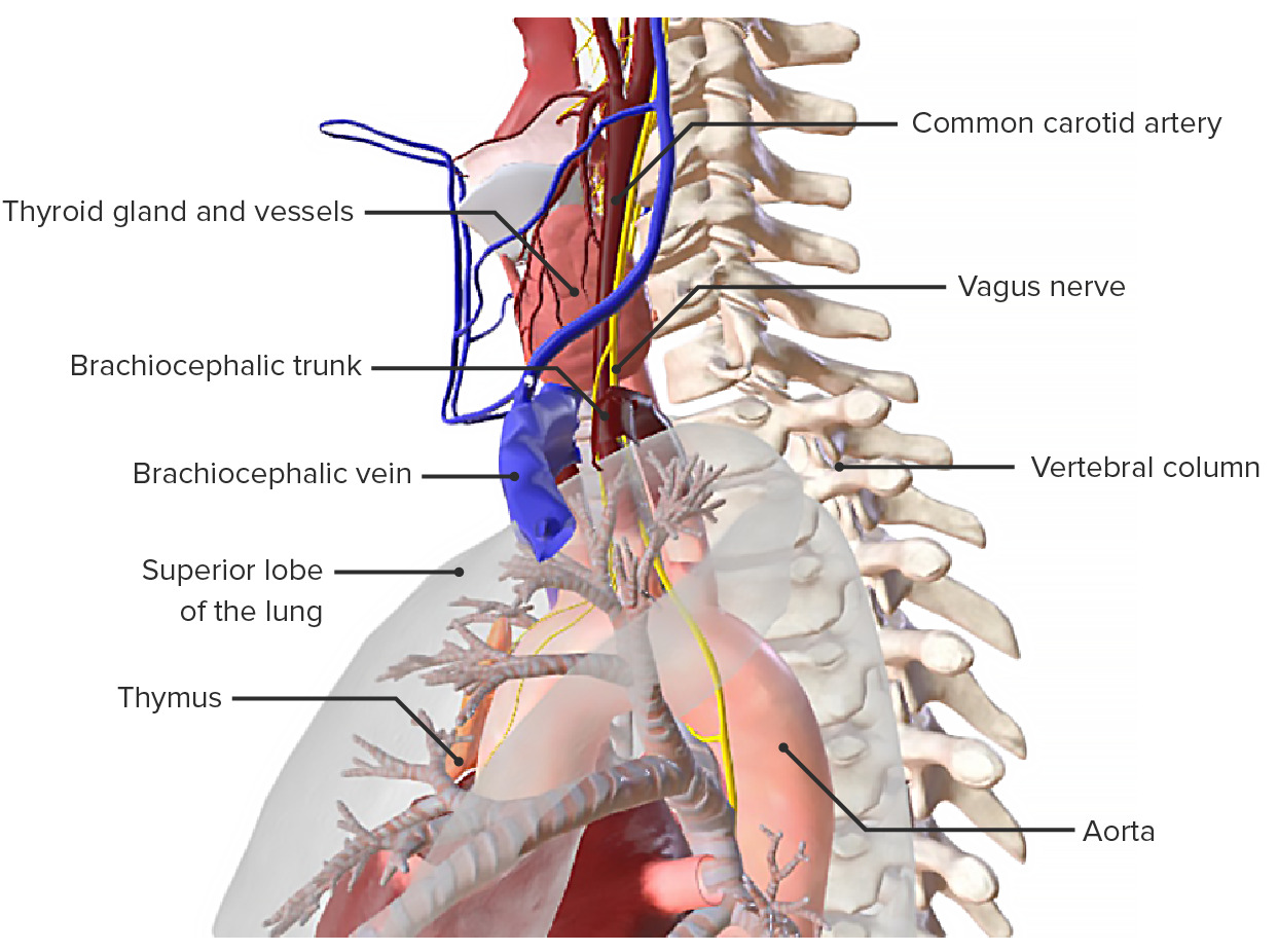 Trachea (Luftröhre): Anatomie und Funktion | Lecturio