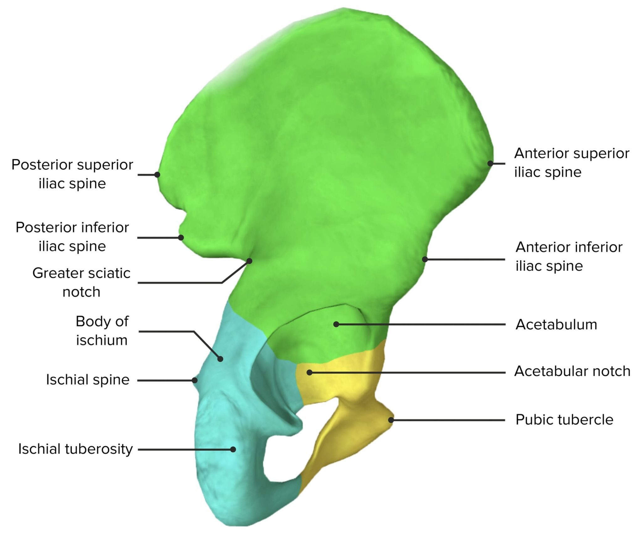 Becken: Anatomie, Aufbau, und Funktion | Lecturio