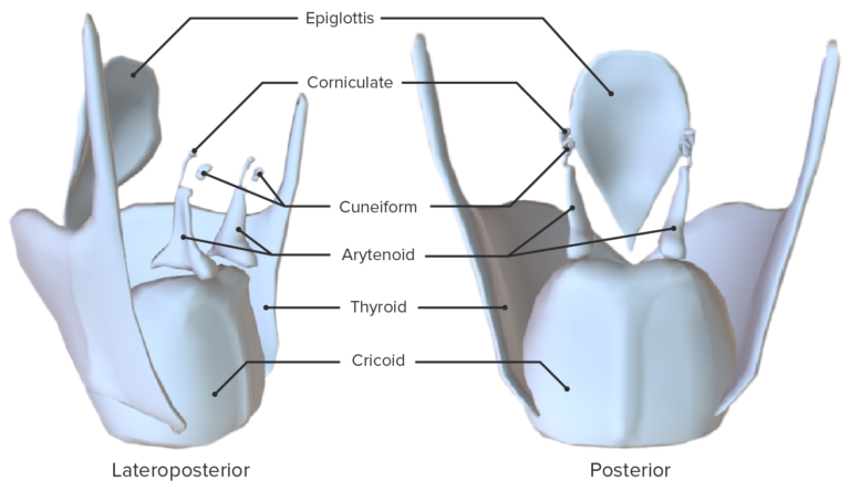 Larynx (Kehlkopf): Aufbau und Funktion | Lecturio