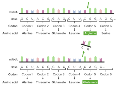 Mutationen: Arten und Folgen (Genetik) | Lecturio