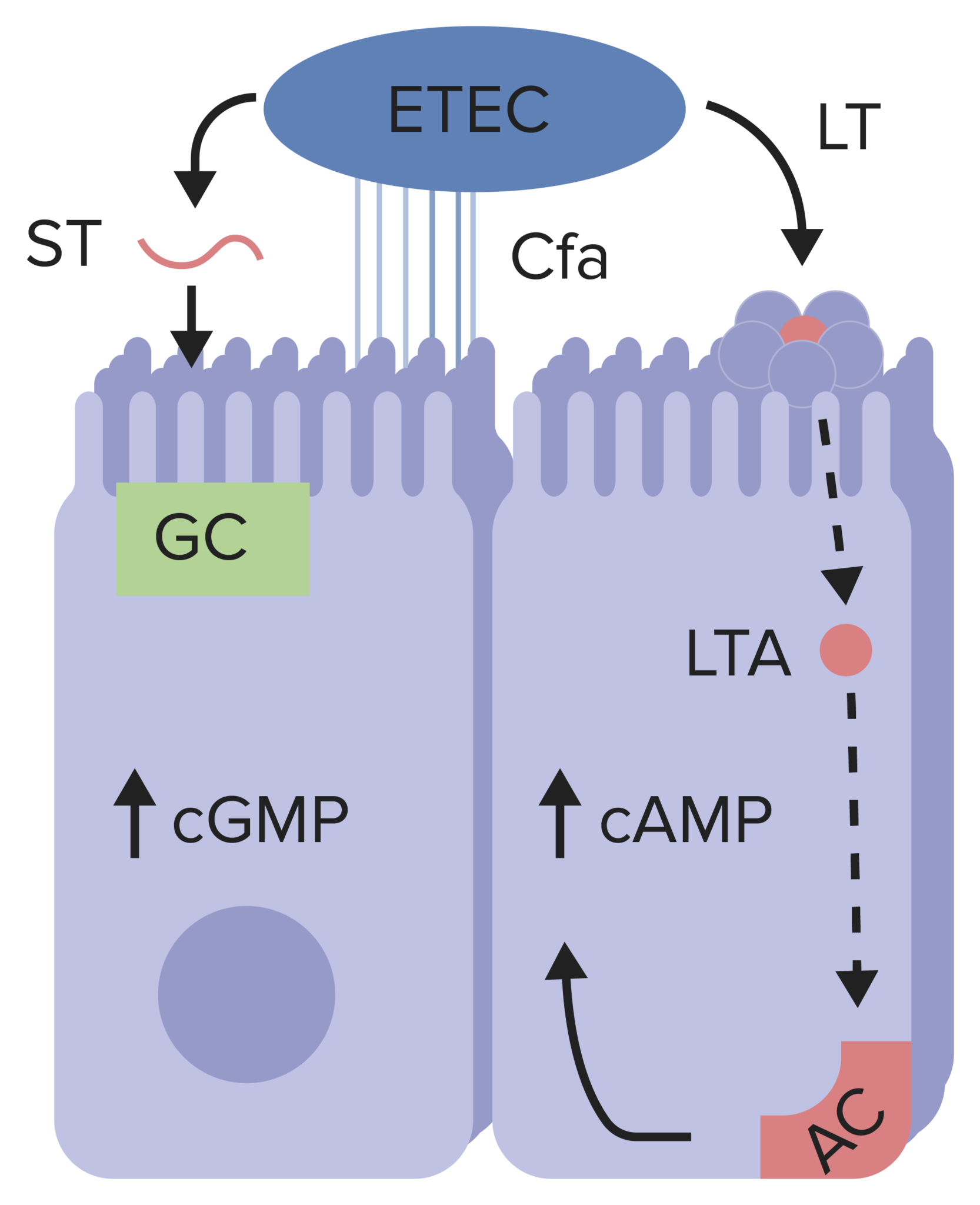 Escherichia coli: Klassifikation & Therapie | Lecturio