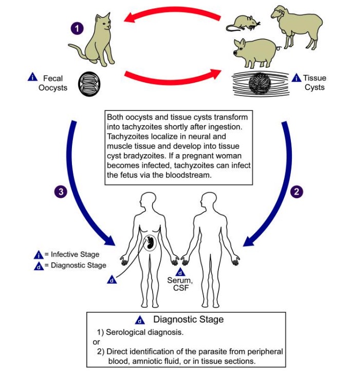 Toxoplasma/Toxoplasmose - E-Learning mit Lecturio