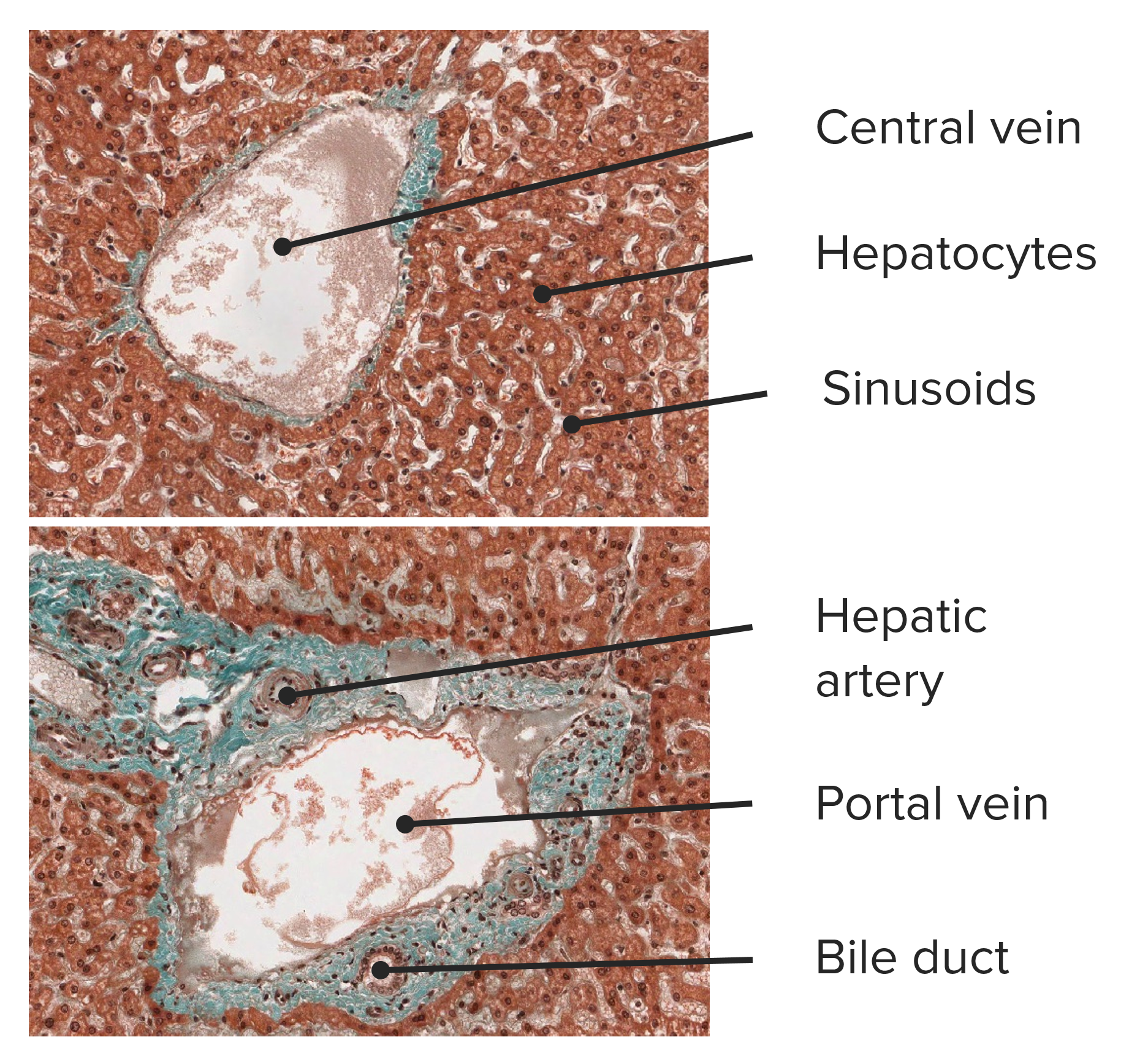 Leber: Aufbau und Funktion | Lecturio