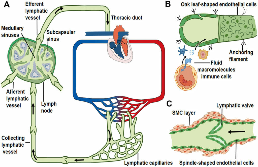 Lymphsystem: Aufbau und Funktion | Lecturio