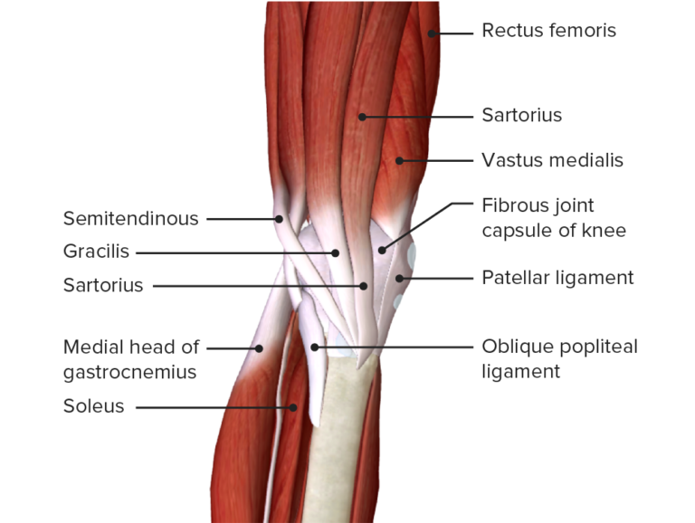 Oberschenkel: Aufbau und Funktion | Lecturio
