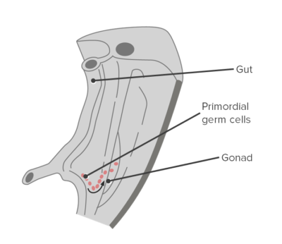 Gametogenese: Ablauf Oogenese/Spermatogenese | Lecturio