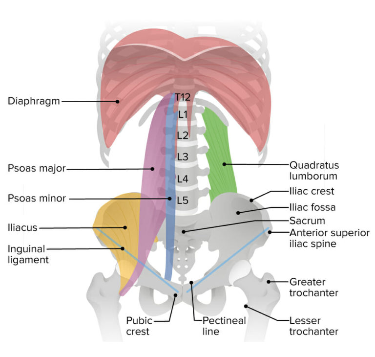 Hintere Bauchwand: Aufbau und Funktion | Lecturio