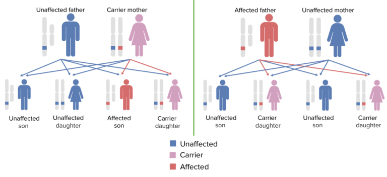 Geschlechtsgebundene Vererbung: Krankheiten | Lecturio