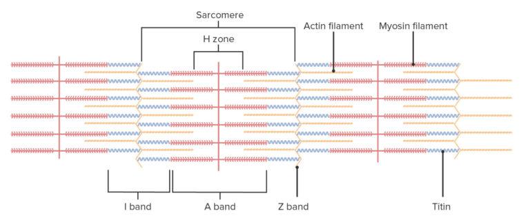 Muskelgewebe: 3 Arten, Aufbau & Funktion | Lecturio
