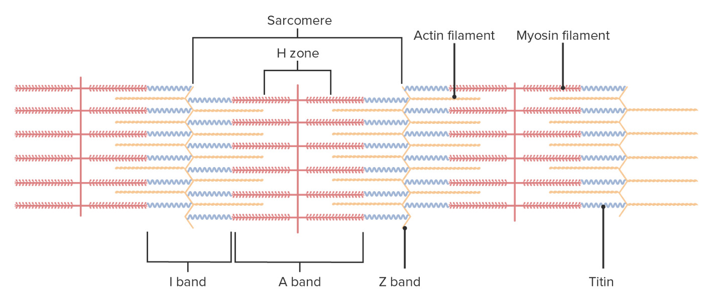 Muskelgewebe: 3 Arten, Aufbau & Funktion | Lecturio