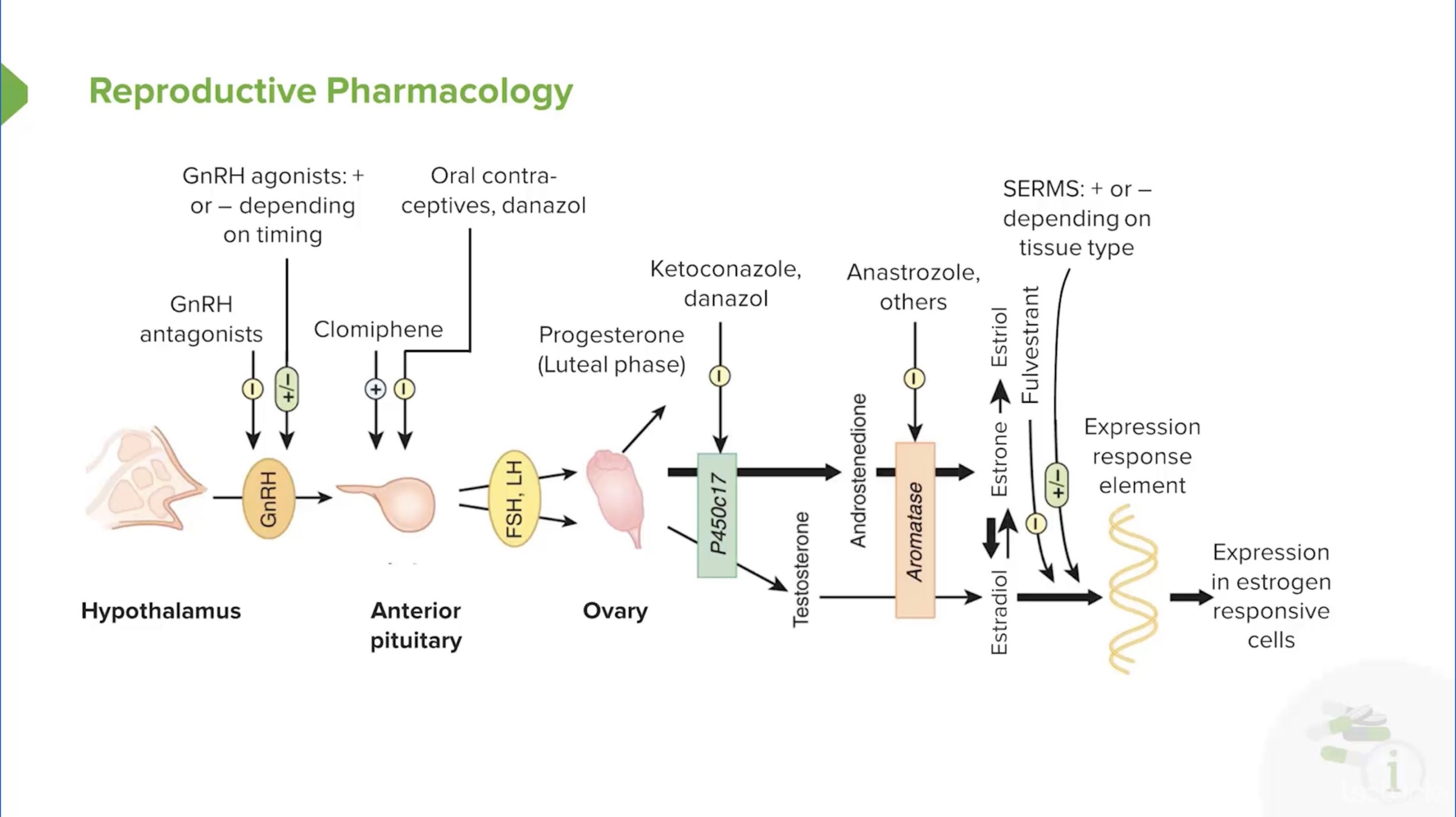 Struma (Kropf) - E-Learning mit Lecturio