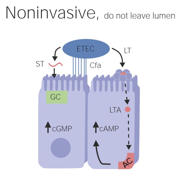 Escherichia coli - E-Learning mit Lecturio