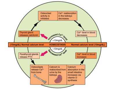 Knochenstoffwechsel: Physiologie | Lecturio