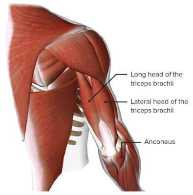 Ellenbogengelenk: Anatomie, Funktion, Bänder | Lecturio