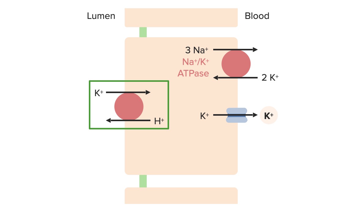 Kaliumregulation durch die Niere: Physiologie | Lecturio