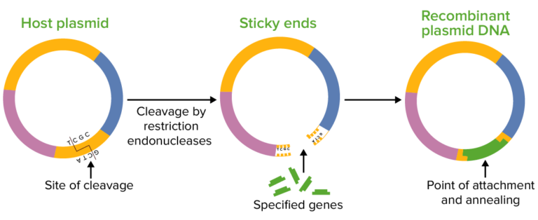 Grundbegriffe der Genetik - E-Learning mit Lecturio