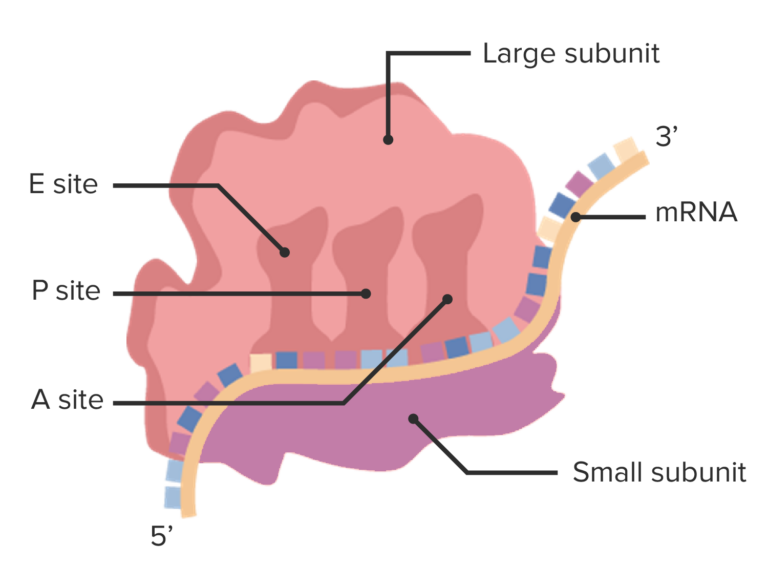 Grundbegriffe der Genetik - E-Learning mit Lecturio
