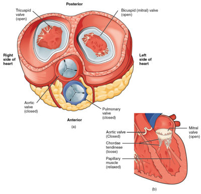 Herztöne und Herzgeräusche: Physiologie | Lecturio