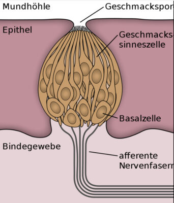 Sinnessysteme (Sinnesorgane) - E-Learning mit Lecturio