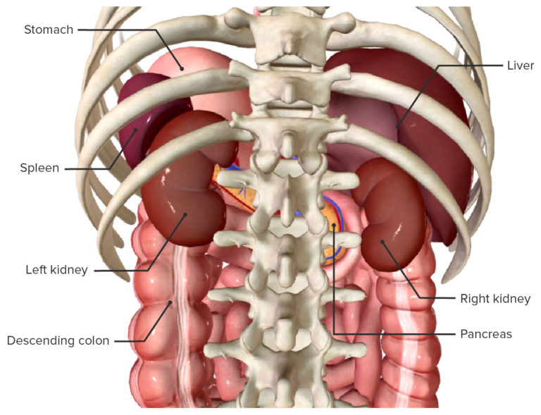 Bauchchirurgie: Anatomie des Abdomens | Lecturio